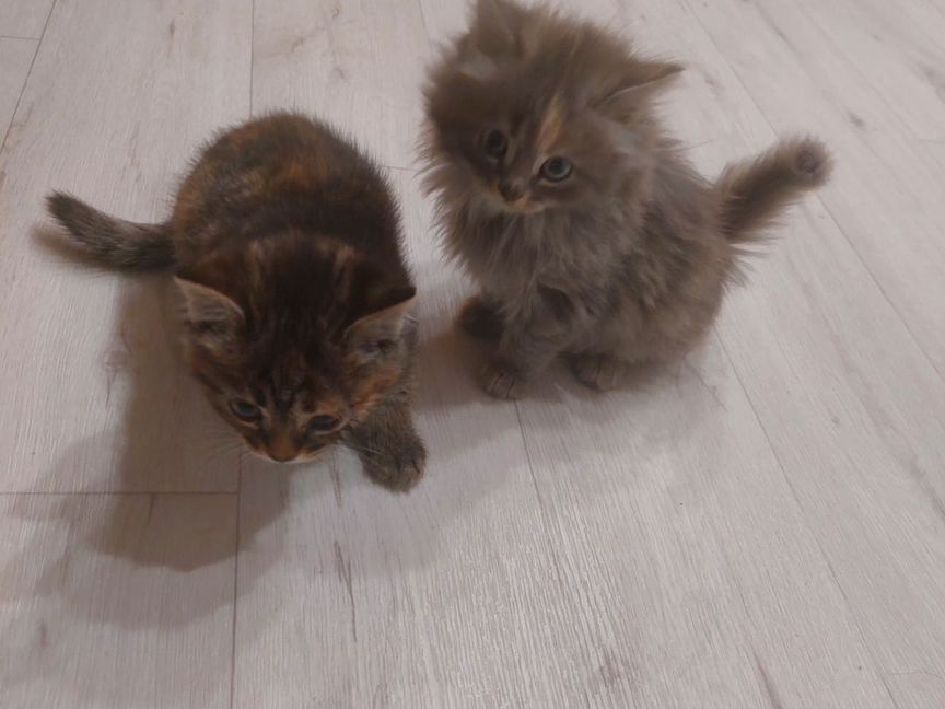 Котята в добрые руки бесплатно