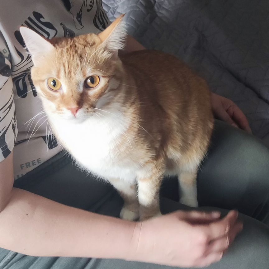 Кот ищет себе дом