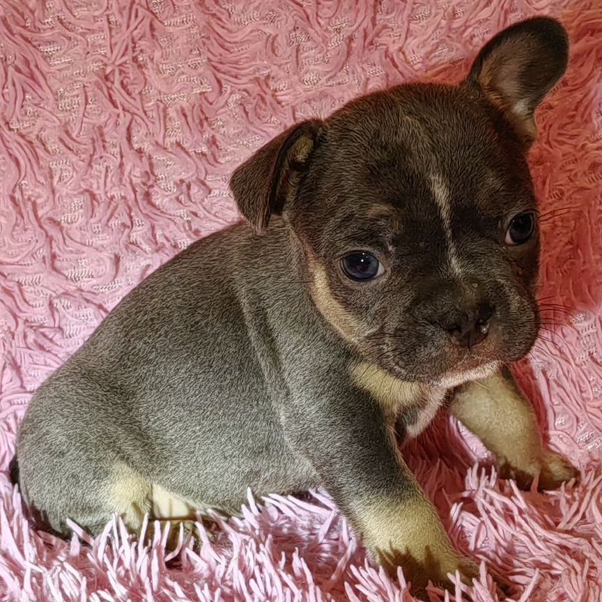 Щенок французский будьдог