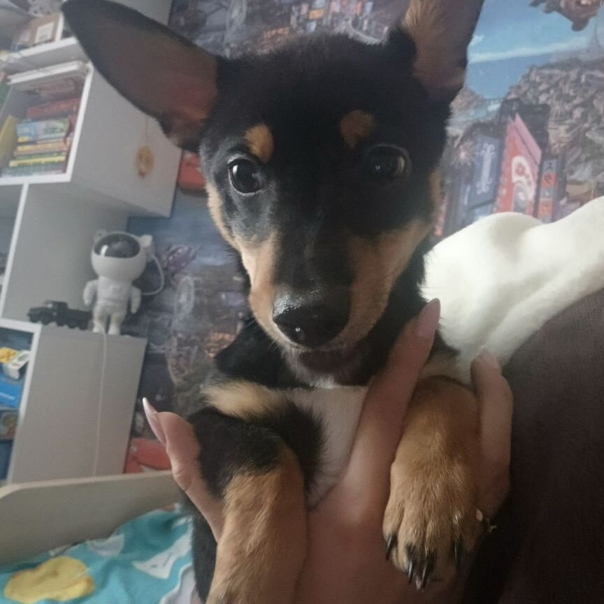 Собачка в добрые руки