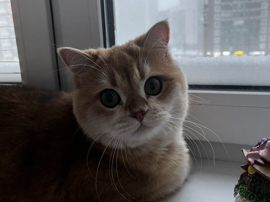 Кошка британская золотистая шиншилла