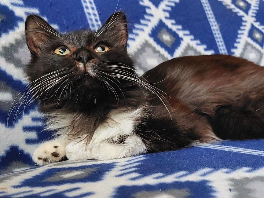 Котёнок