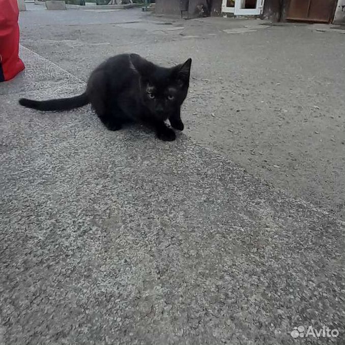 Котёнок помогите спасти