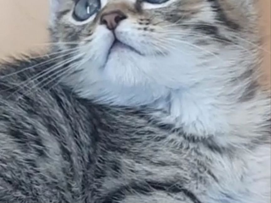 Манчкин малышы