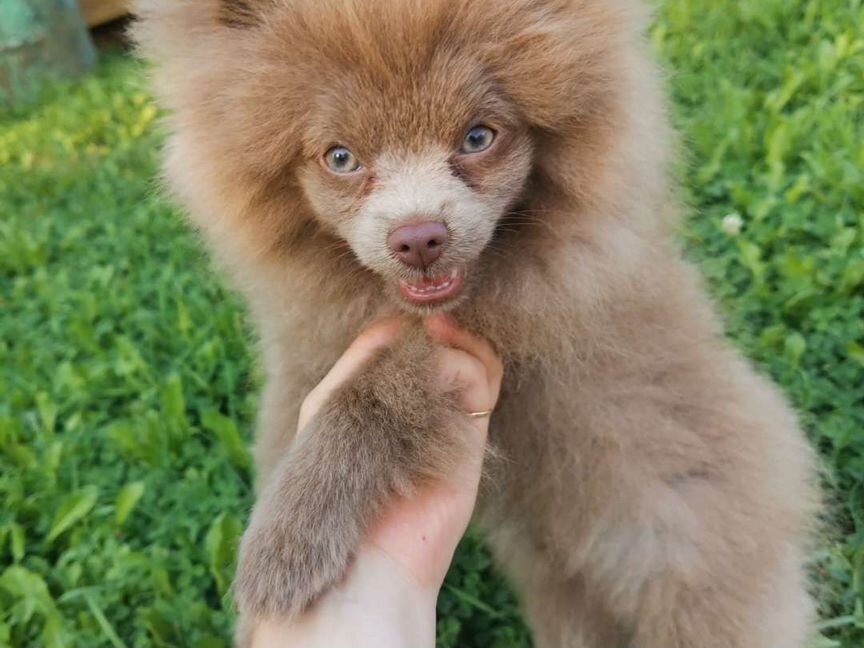 Померанский шпиц лиловый