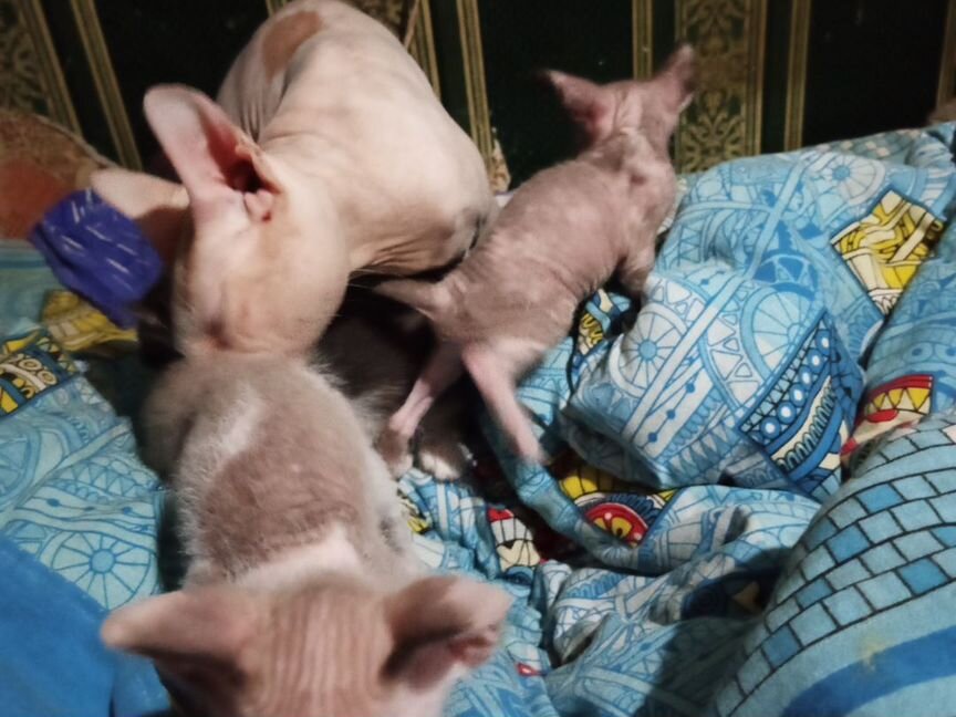 Канадский сфинкс