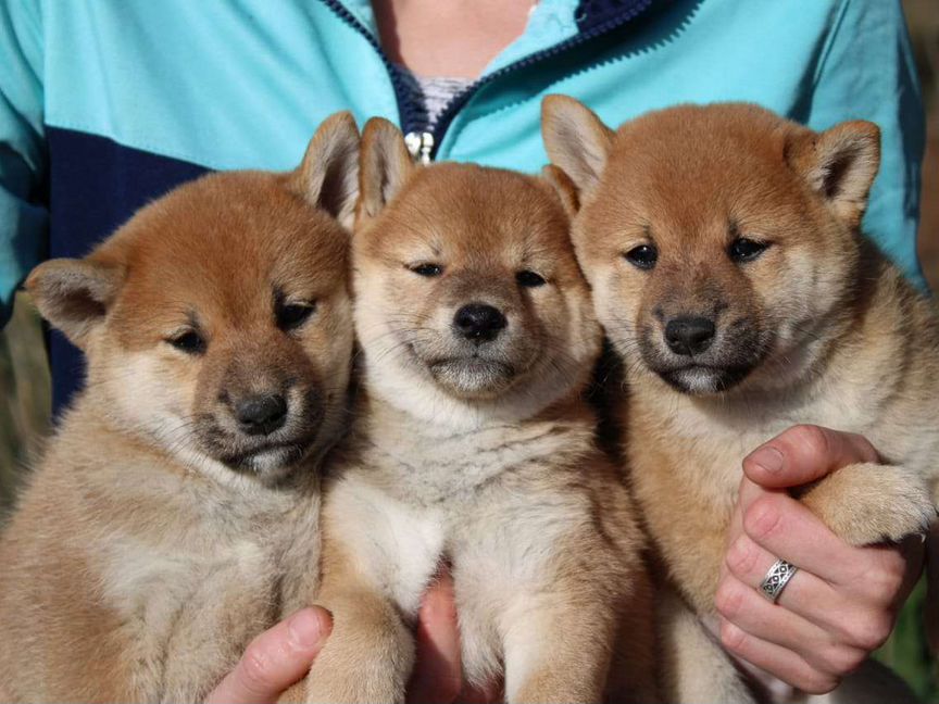 Рыжие Щенки сиба ину