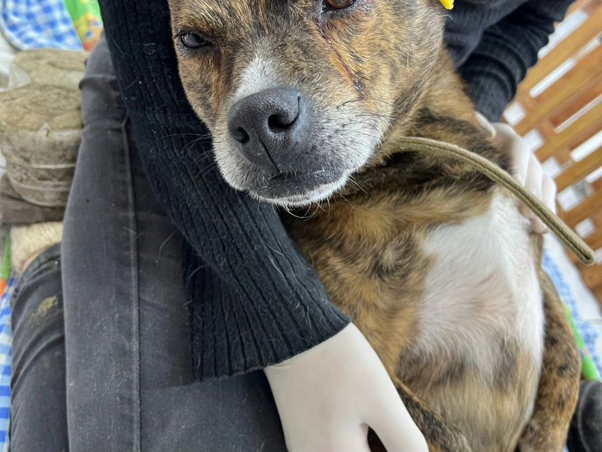 Маленькая собака в добрые руки бесплатно