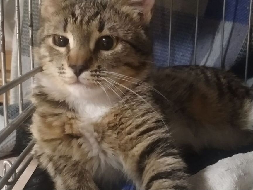 Котенок тигровый шпротик