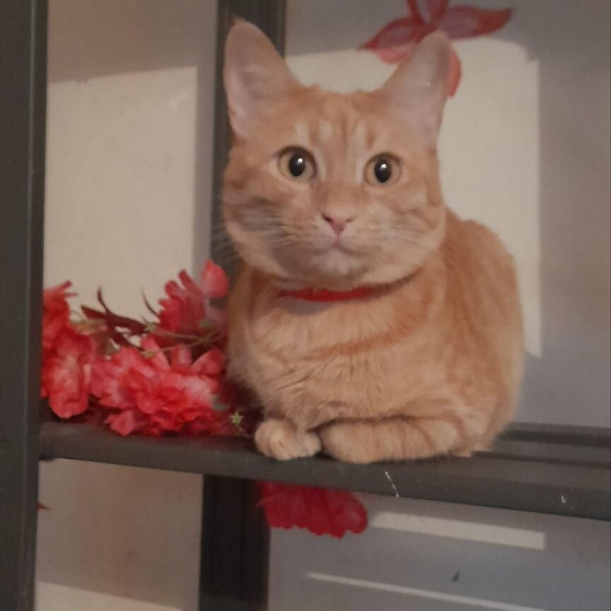 Рыженькое чудо