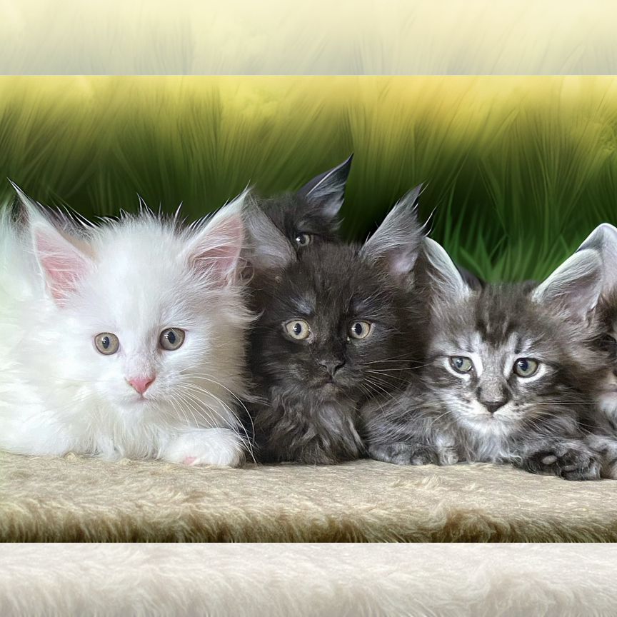 Мейн-кун котёнок