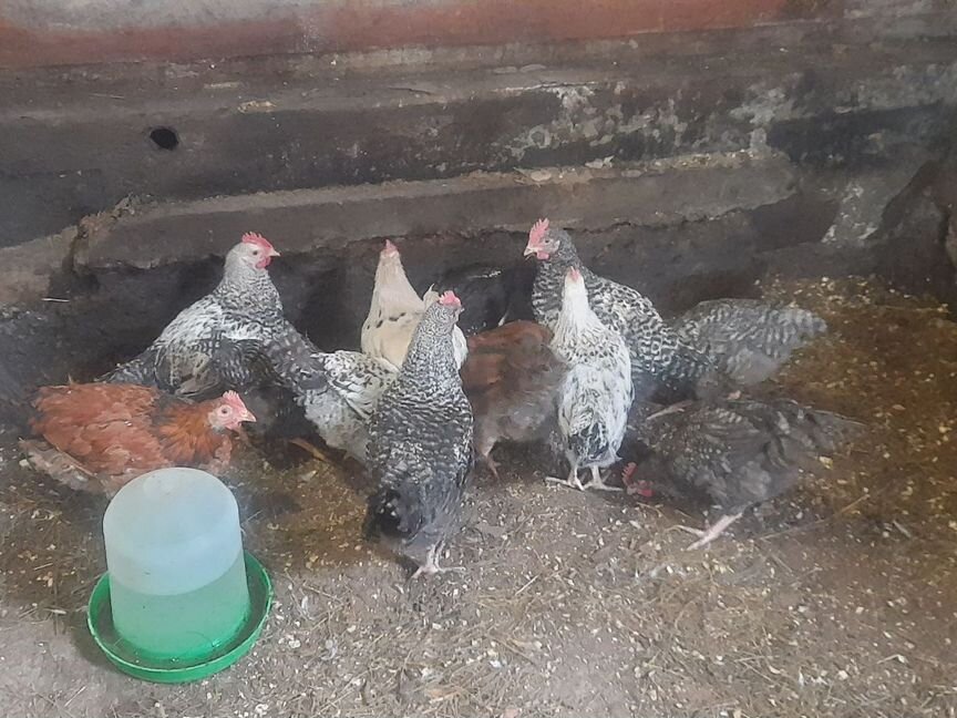 Молодые петушки