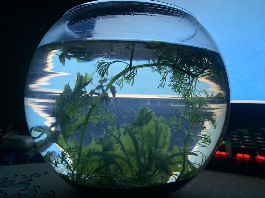 Готовые аквариумы с креветками черри