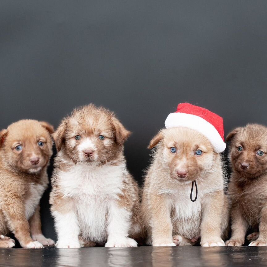 Щенки в добрые руки