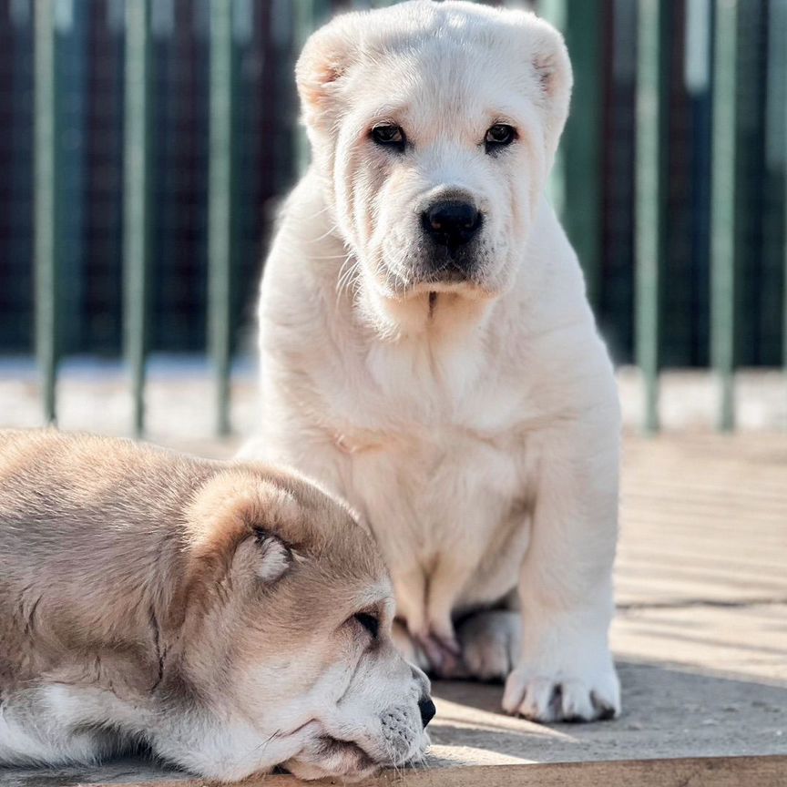 Среднеазиатская овчарка алабай щенки