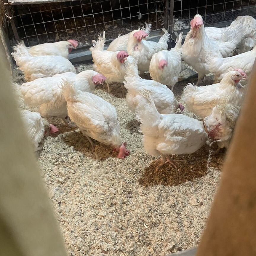 Куры несушки