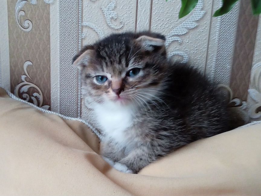 Кошка