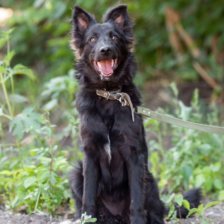 Собака в добрые руки