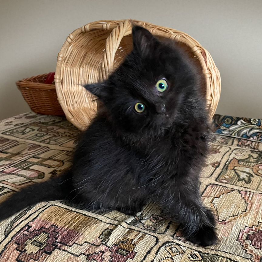 Таинственная и нежная