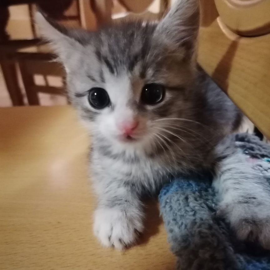 Котенок мальчик