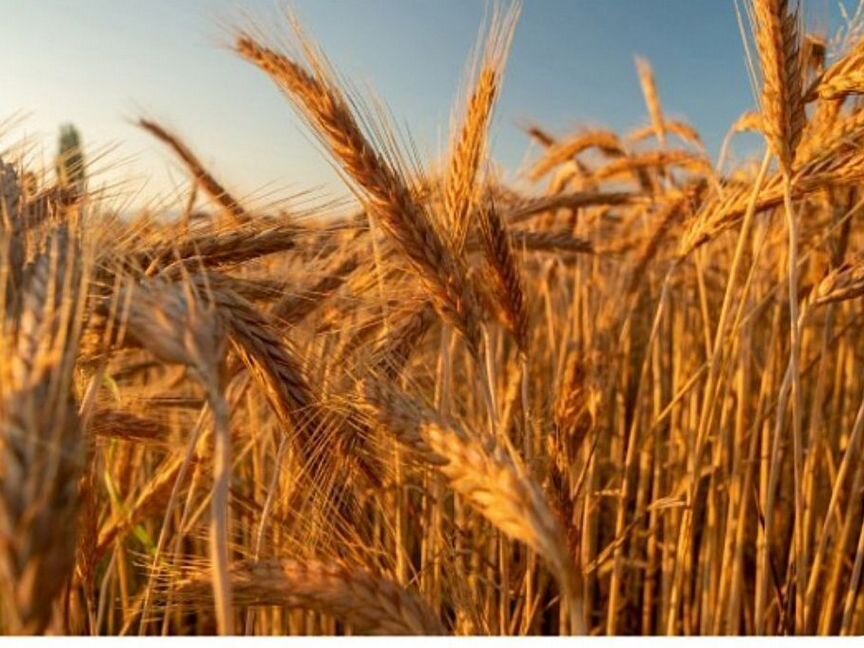 Ячмень яровой