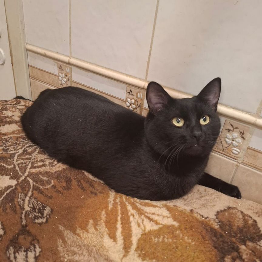 Ласковый чёрный котик с золотыми глазами