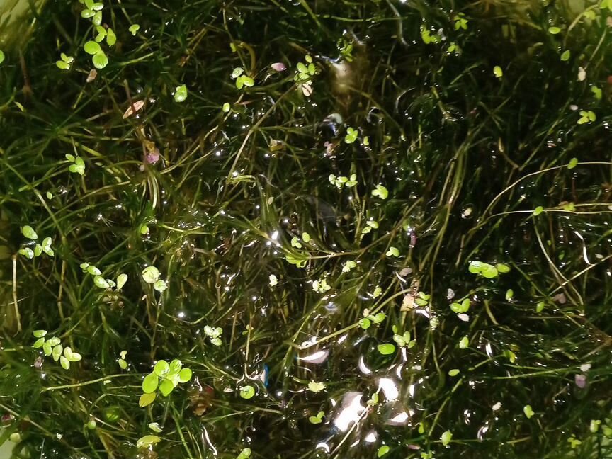 Свежая прополка аквариумных растений