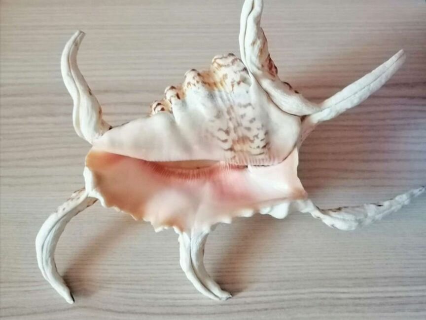 Коралл балянус