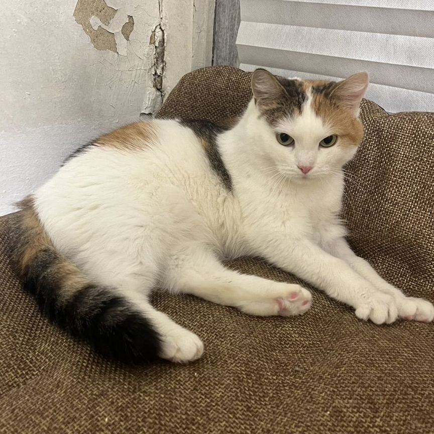 Взрослая, кошка в добрые руки