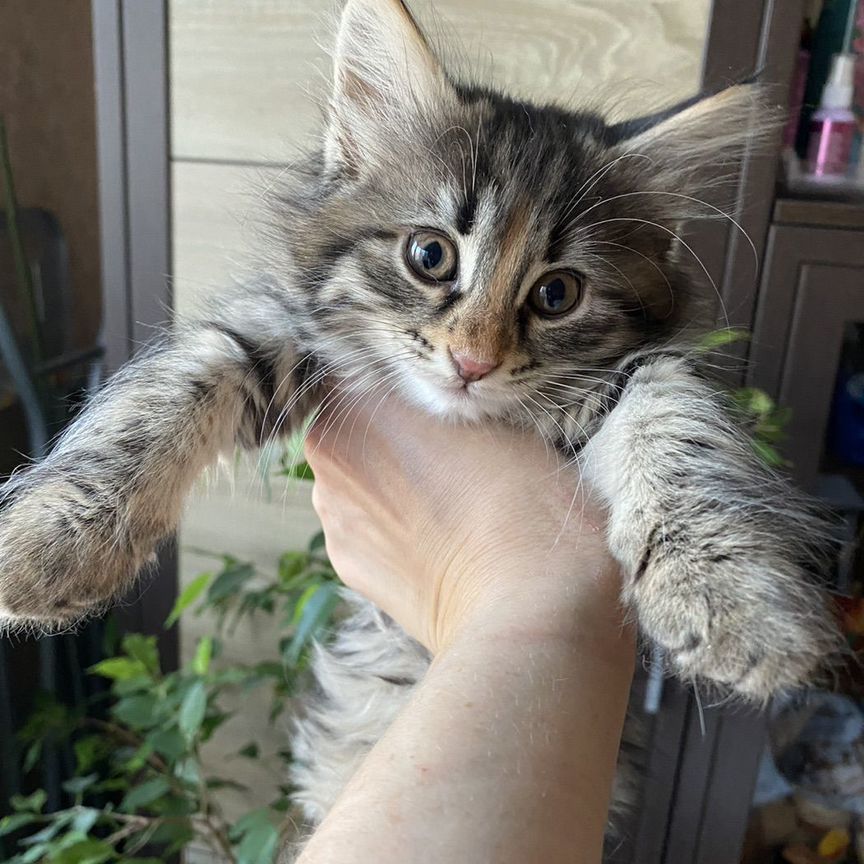 Котенок девочка в добрые руки