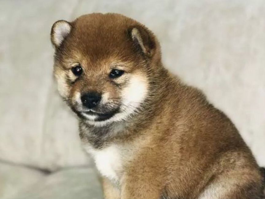 Продам щенка Сиба Ину