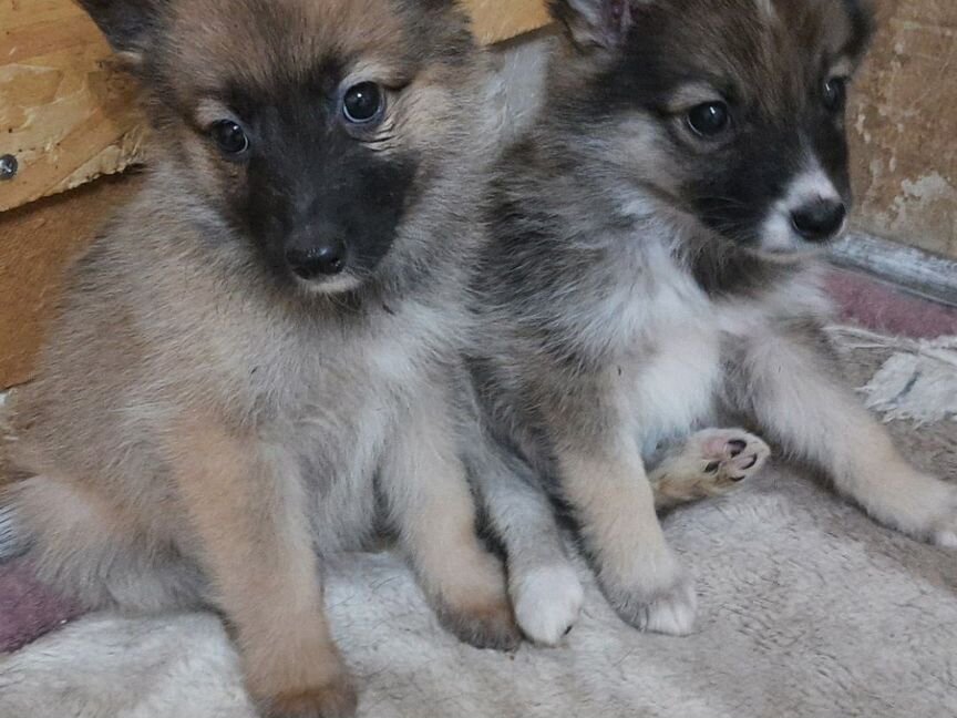 Кутята в добрые руки