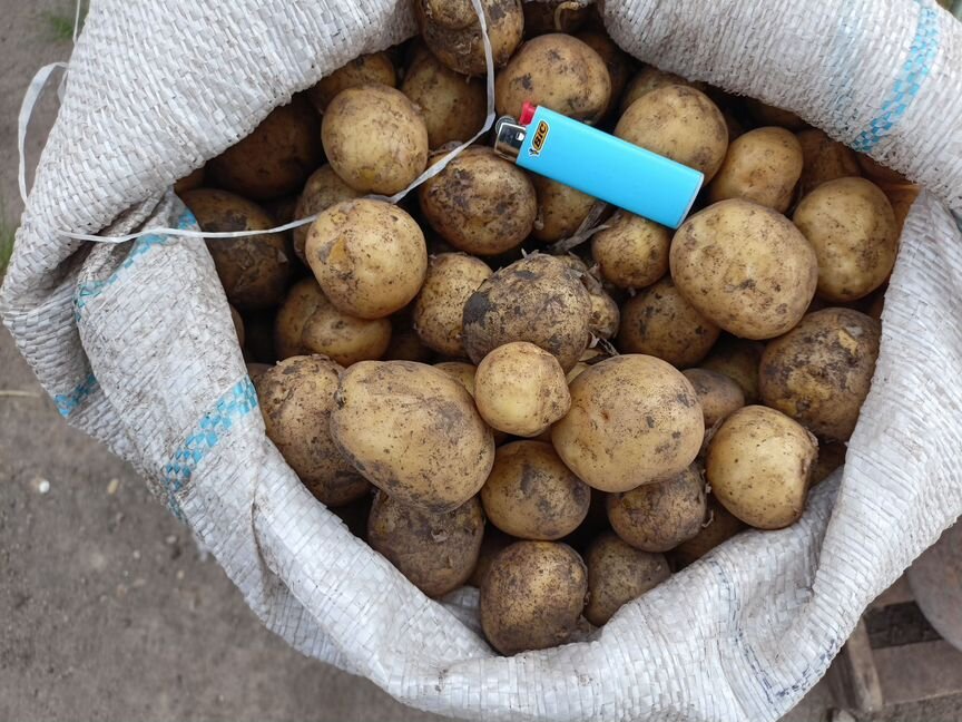 Средний и мелкий картофель