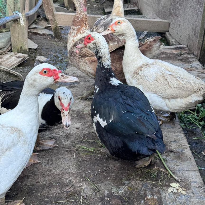 Семья индоуток 1 4 2