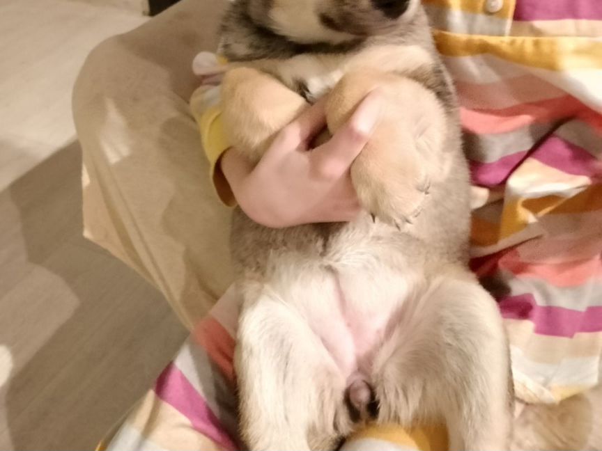 Щенок девочка Мася
