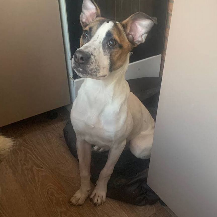 Метис Американского бульдога