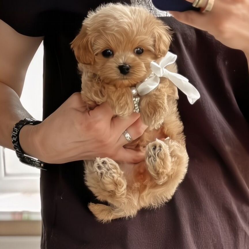 Мальтипу, щенок