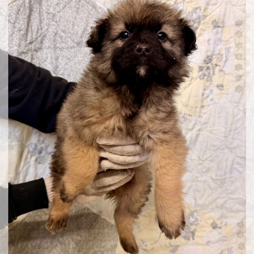 Щенок в добрые руки