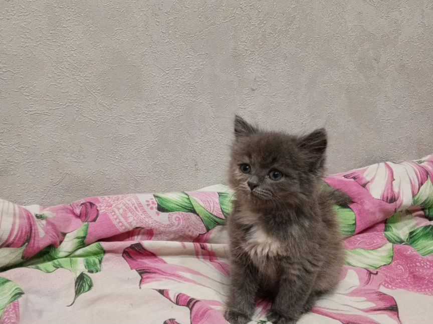 Котёнок британский