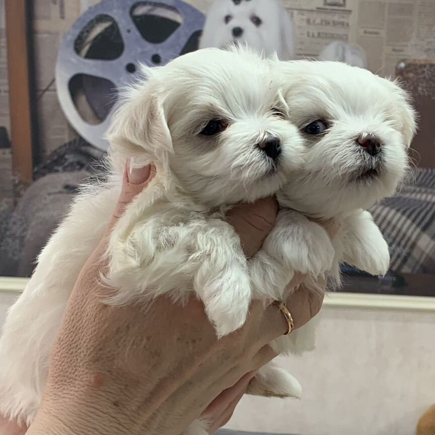 Мальтийская болонка, щенок