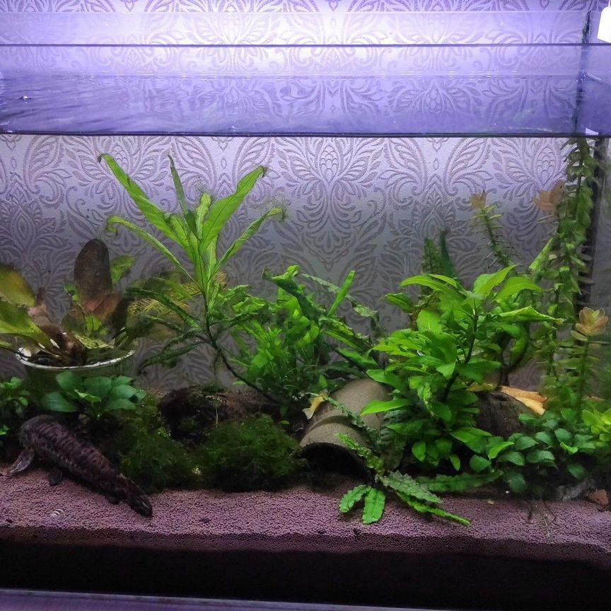 Аквариум 50 литров