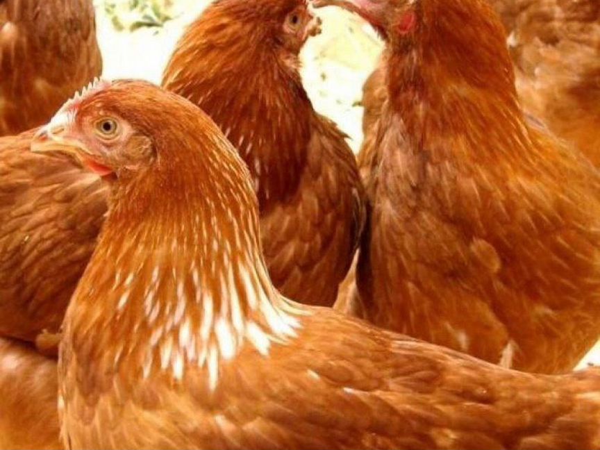 Куры молодки