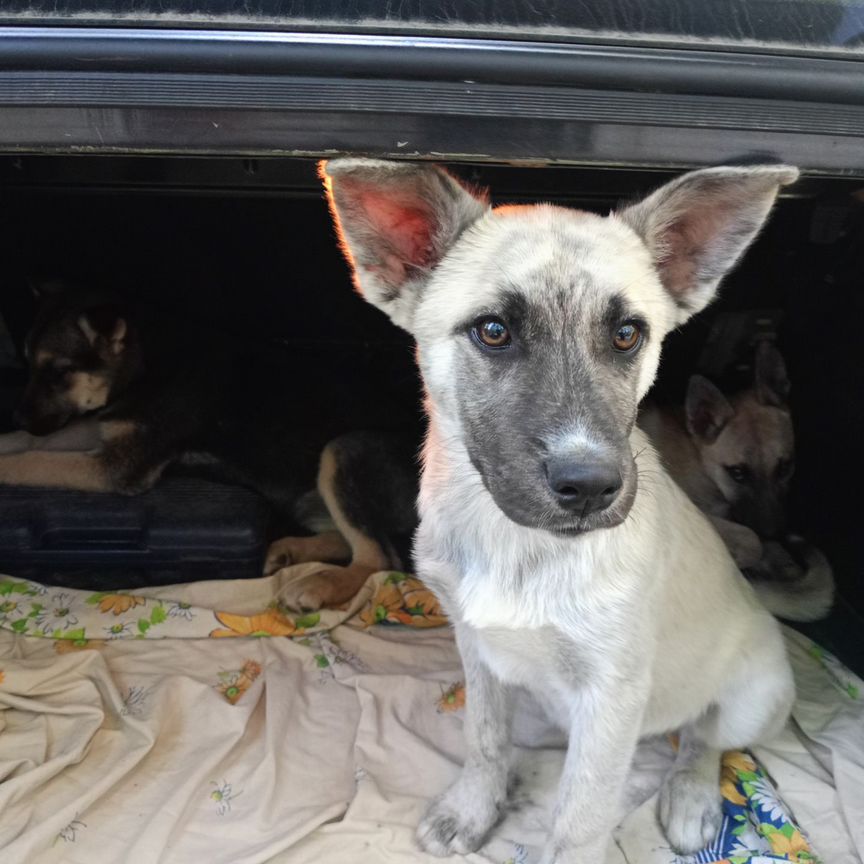 Щенок в добрые руки