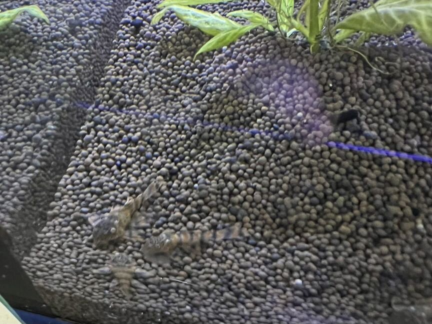 Номерные сомы 397