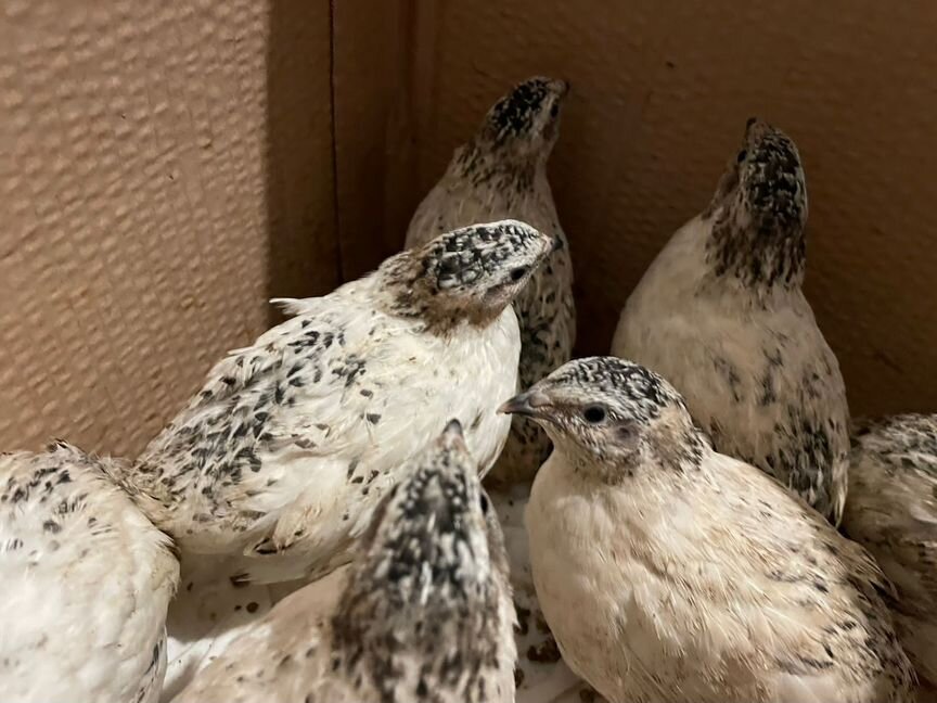 Перепела феникс фараон