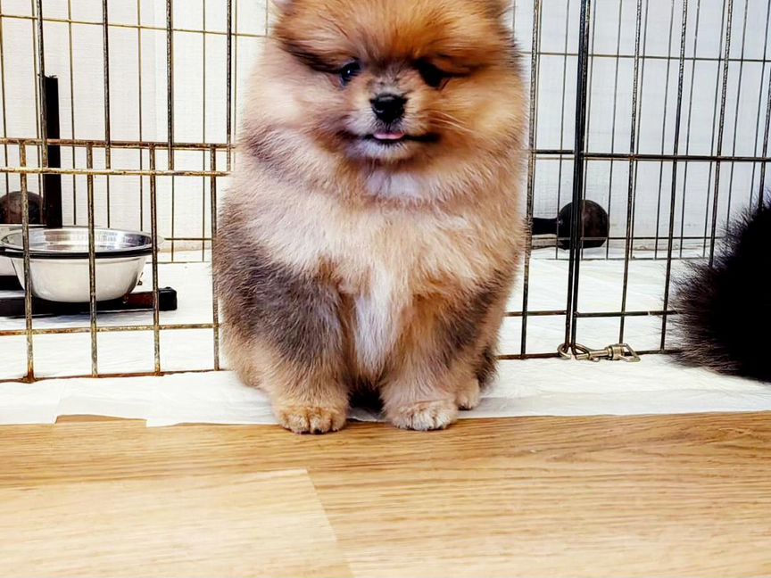 Малыши колобочки шпицульки