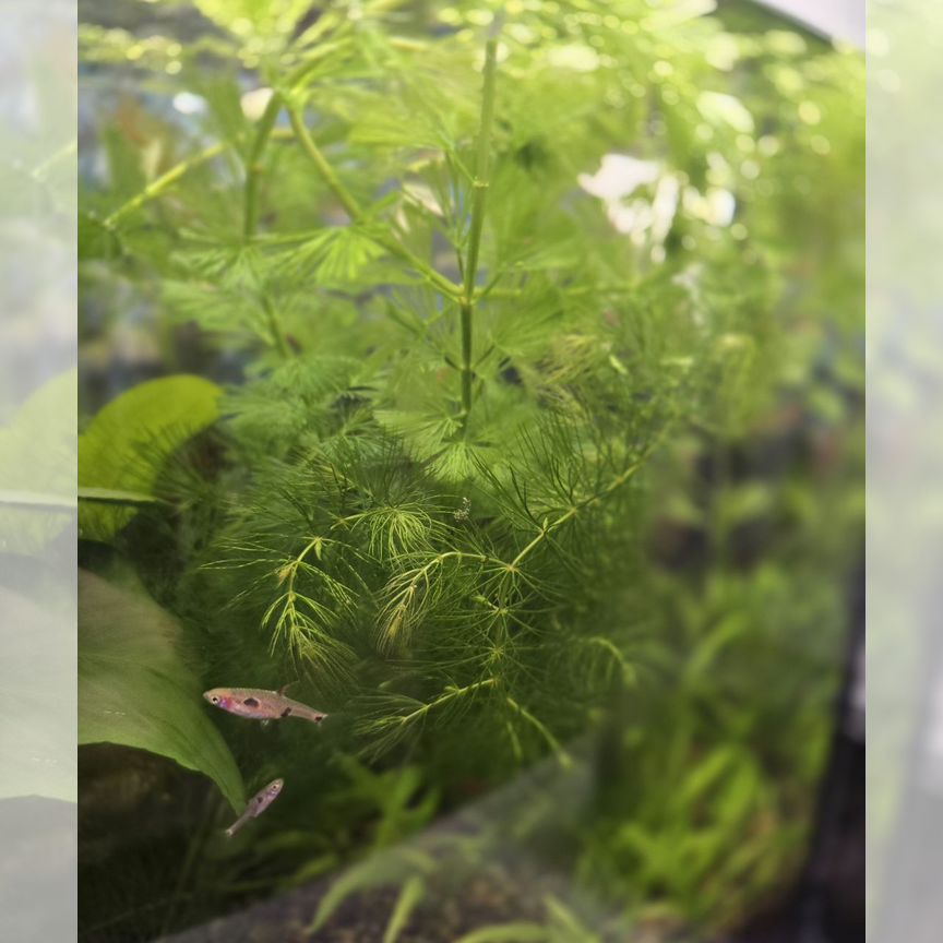 Аквариумная прополка