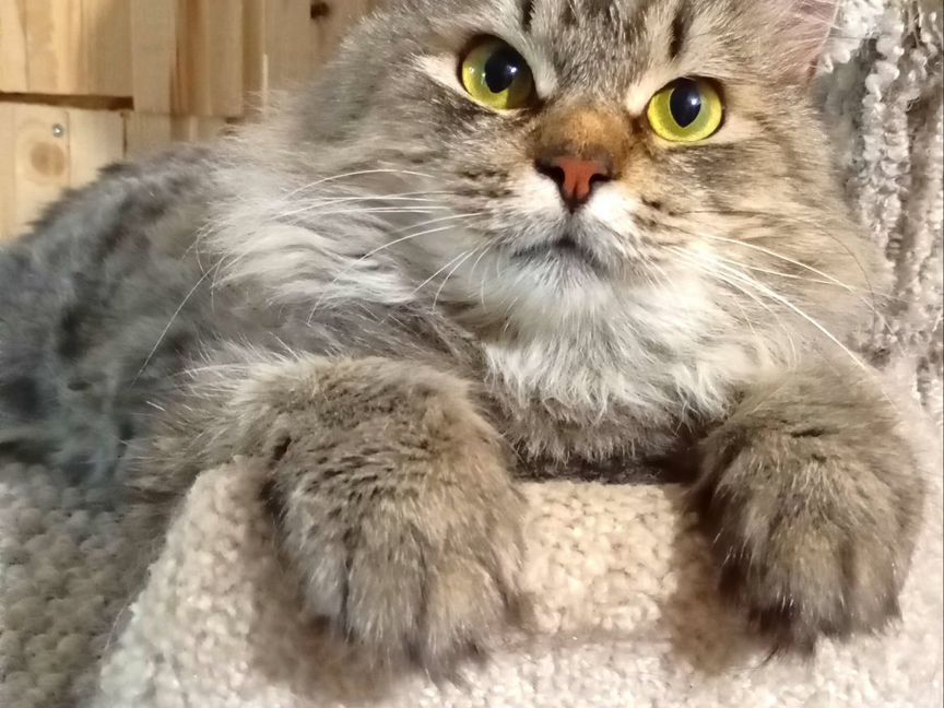 Буду жить в твоём сердце, твоём доме и на диване