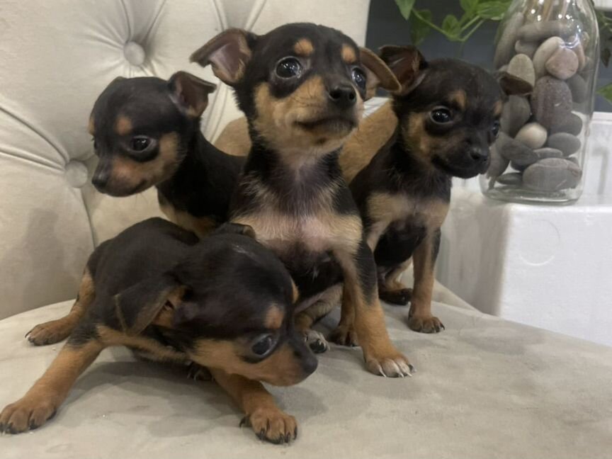 Мини той-терьер