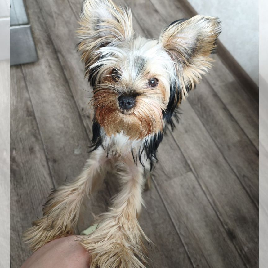 Йоркширский терьер, щенок